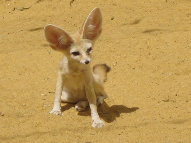 Le Fennec